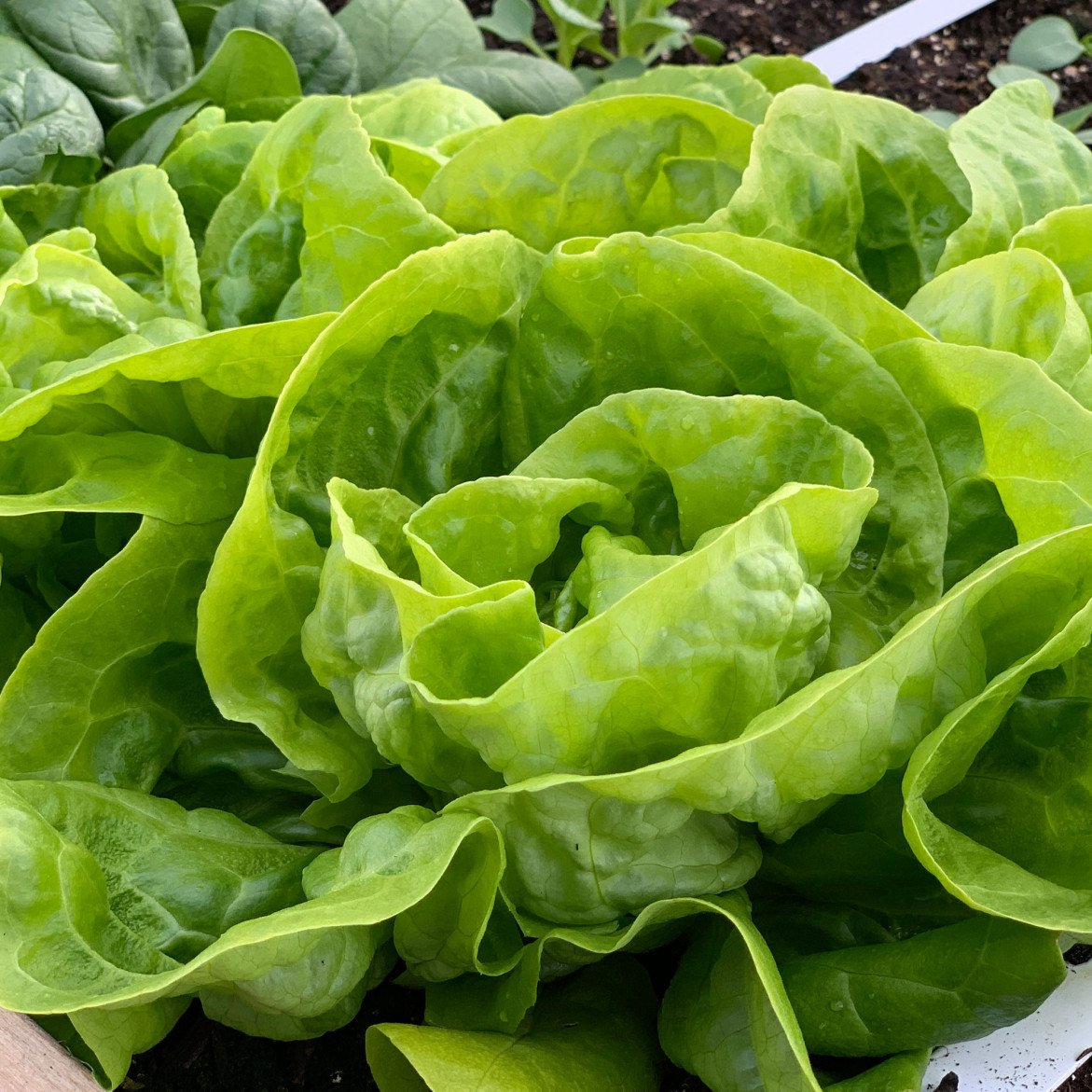 Mini-kropsla zaden voor Makkelijke Moestuin | Makkelijke Moestuin