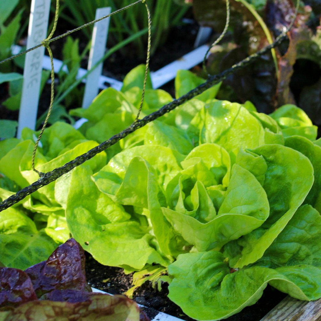 Mini-kropsla zaden voor Makkelijke Moestuin | Makkelijke Moestuin