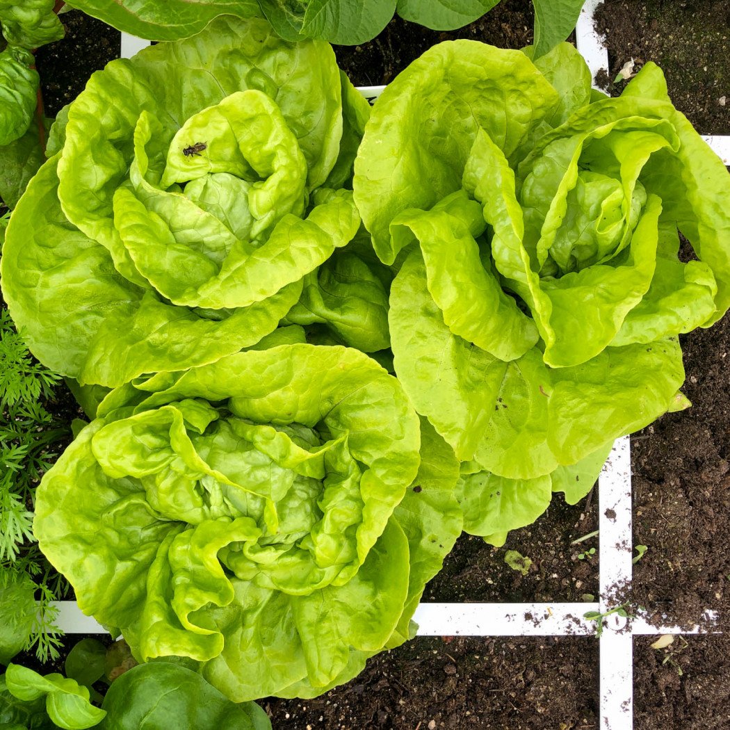 Mini-kropsla zaden voor Makkelijke Moestuin | Makkelijke Moestuin