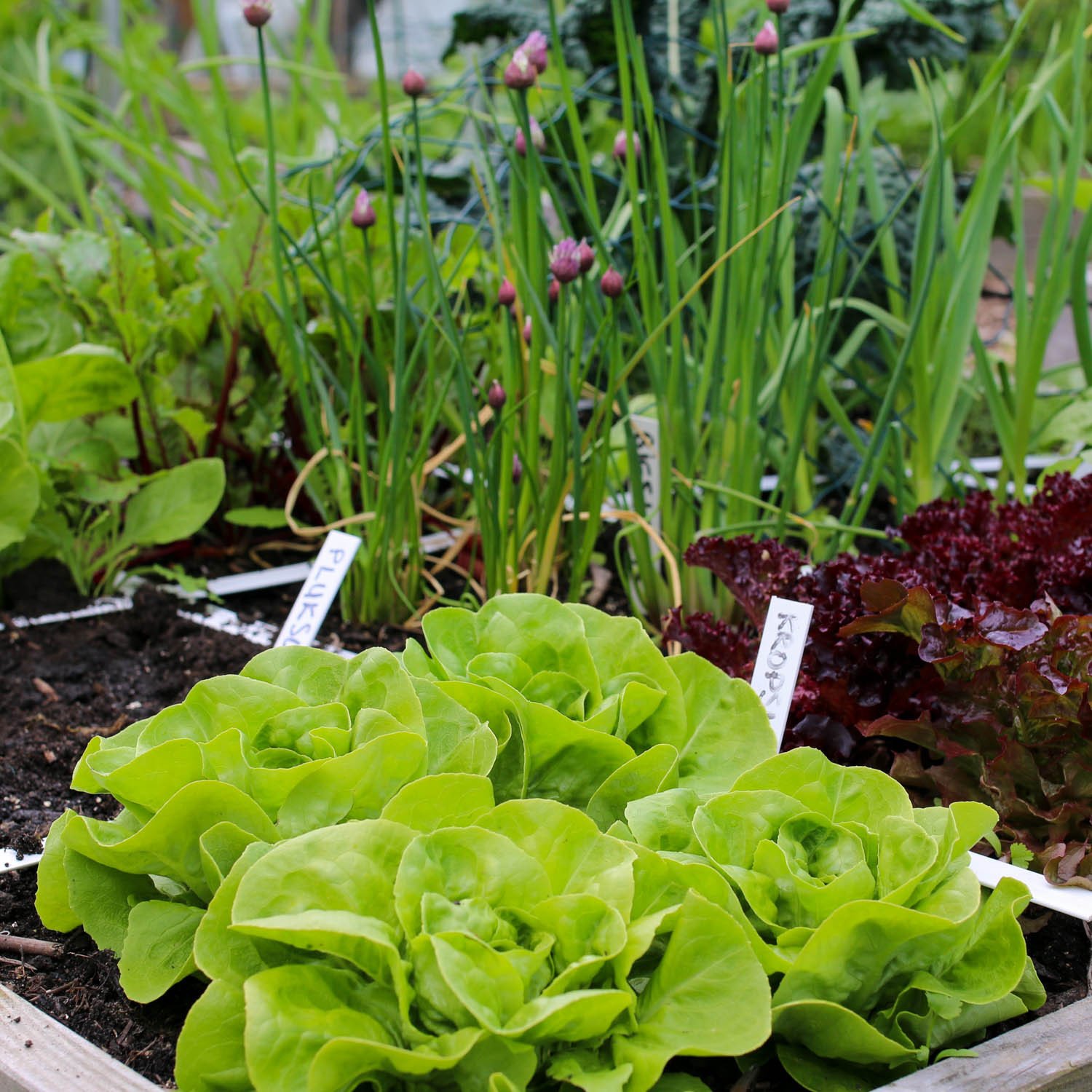 Mini-kropsla zaden voor Makkelijke Moestuin | Makkelijke Moestuin