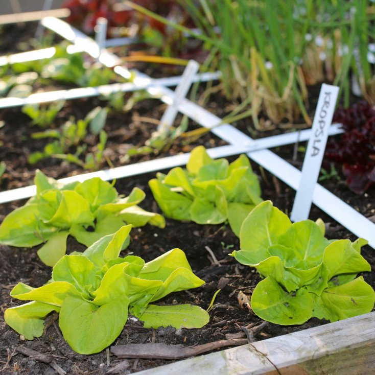 Mini-kropsla zaden voor Makkelijke Moestuin | Makkelijke Moestuin